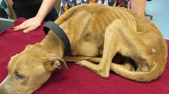 perro flaco | Ensegundos.do