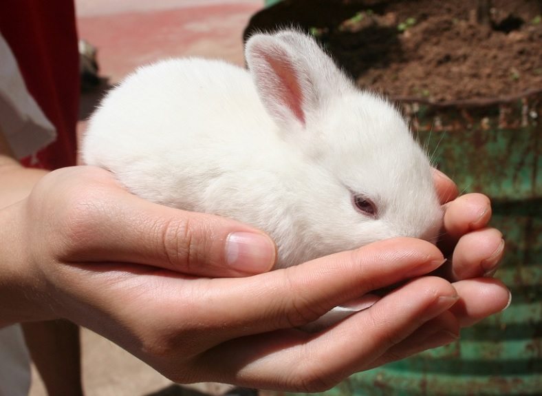 conejo Ensegundos República Dominicana