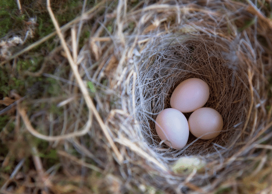 Forma de los huevos de aves depende de su capacidad de vuelo, según ...